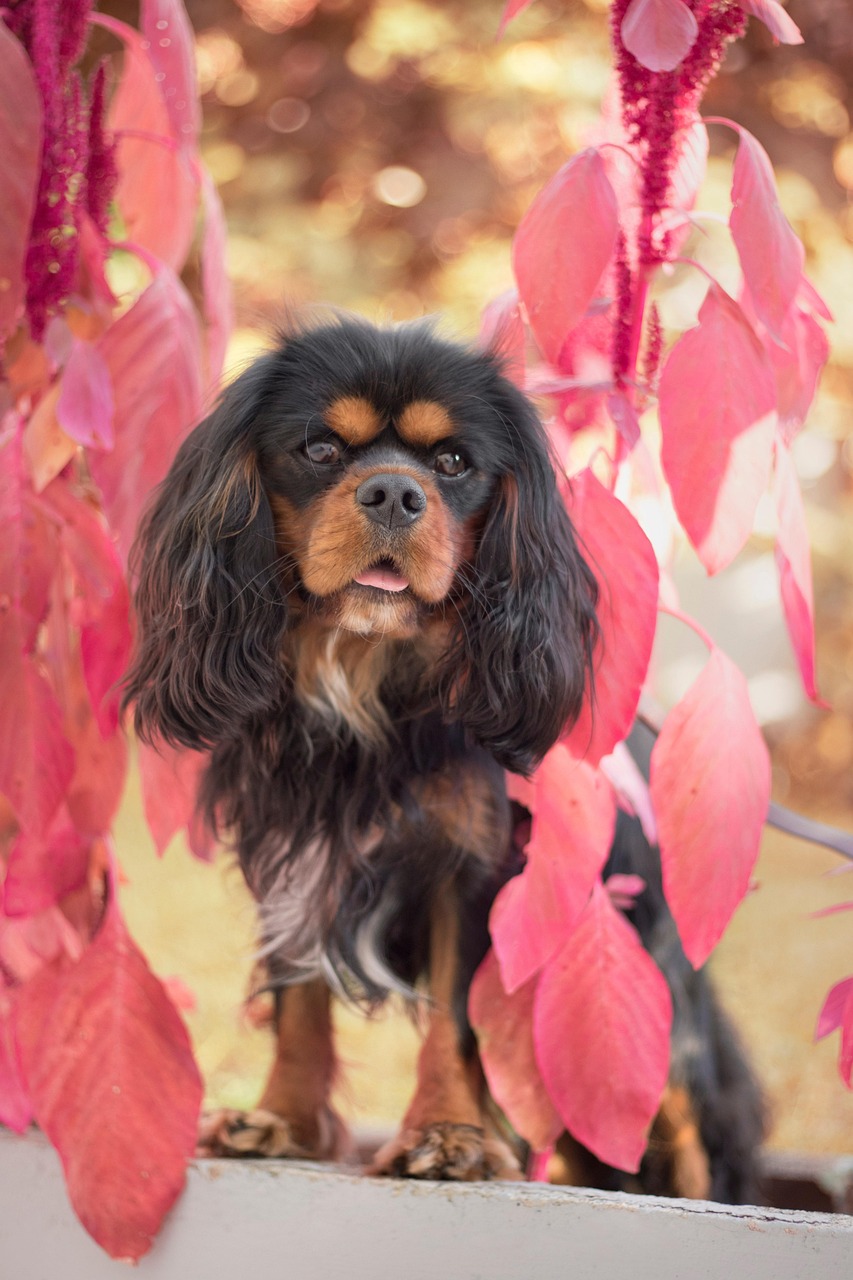 Cachorro Cavalier King Charles - Foto gratuita no Pixabay - Pixabay