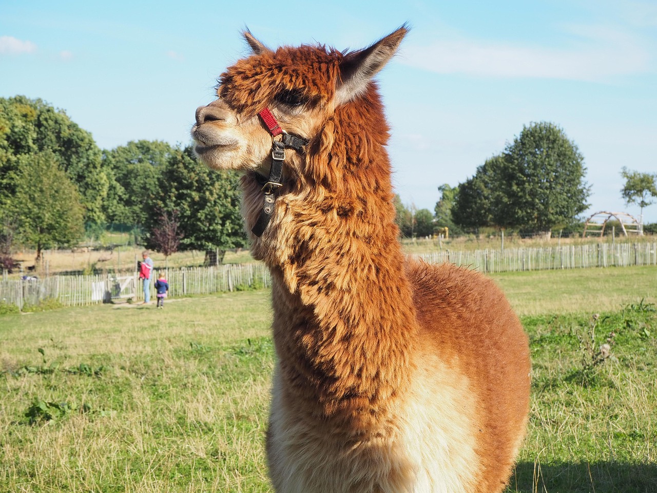 Alpaca Animais Peru - Foto gratuita no Pixabay - Pixabay