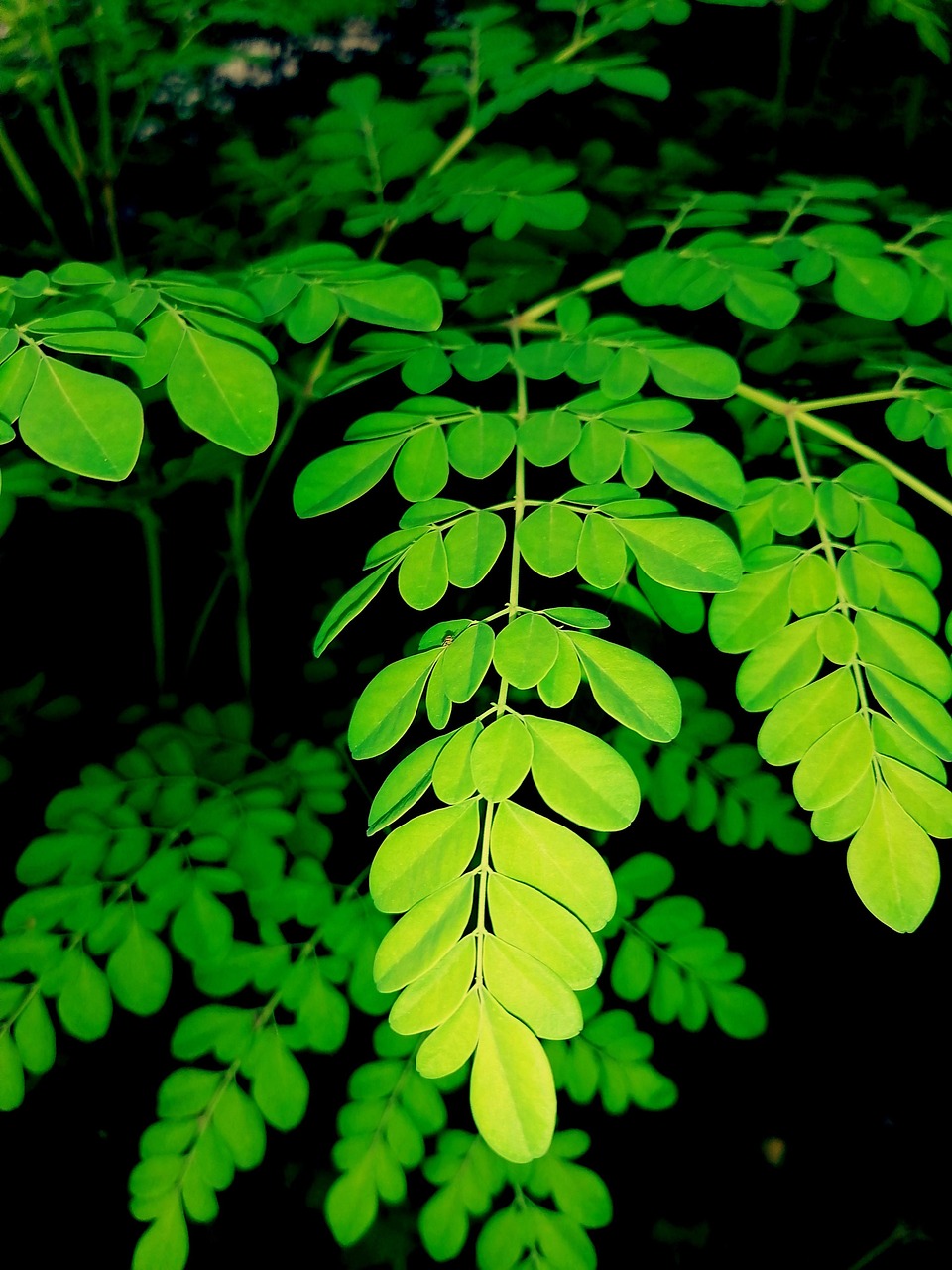Folha De Moringa Suplemento - Foto gratuita no Pixabay - Pixabay