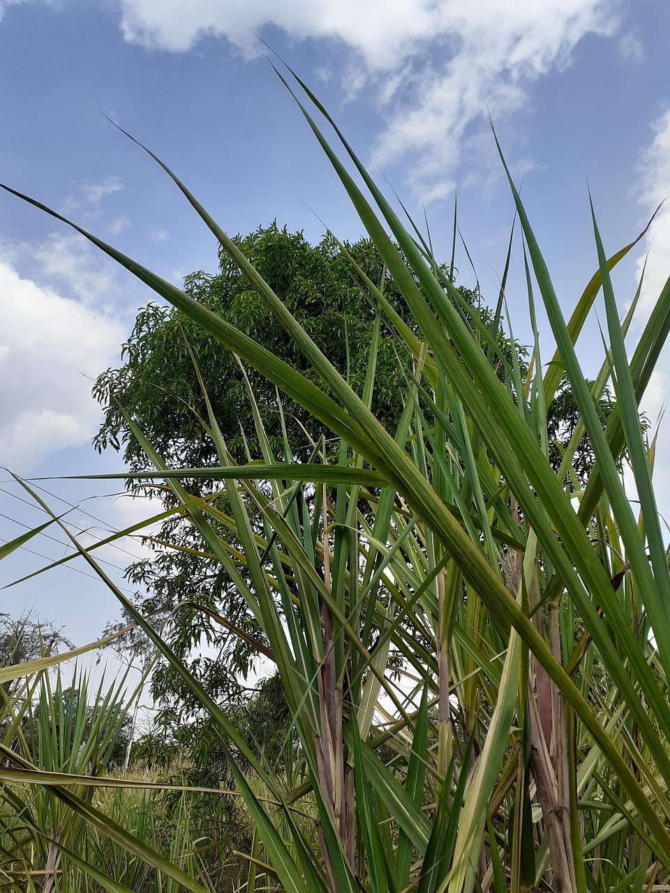 Hijau Rumput Alam - Foto gratis di Pixabay - Pixabay