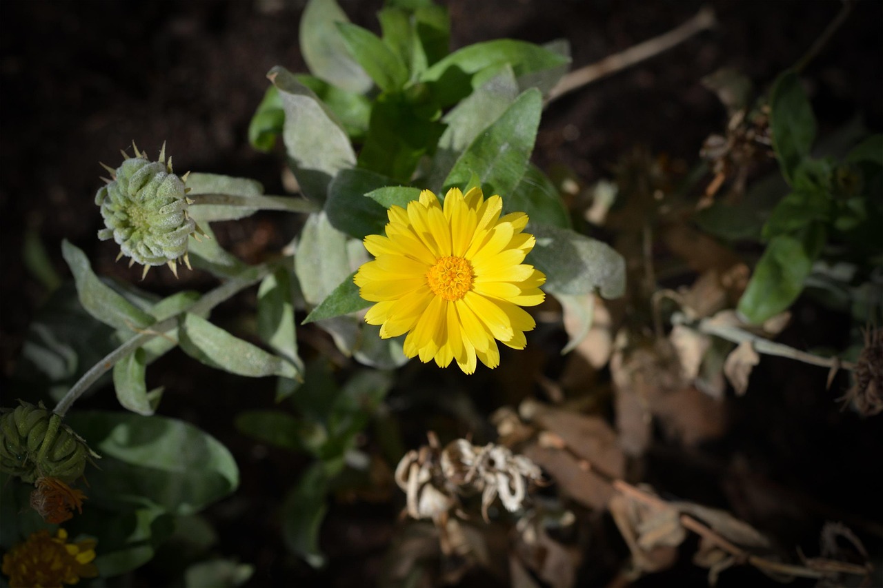 Souci Fleur Plantes Des - Photo gratuite sur Pixabay - Pixabay