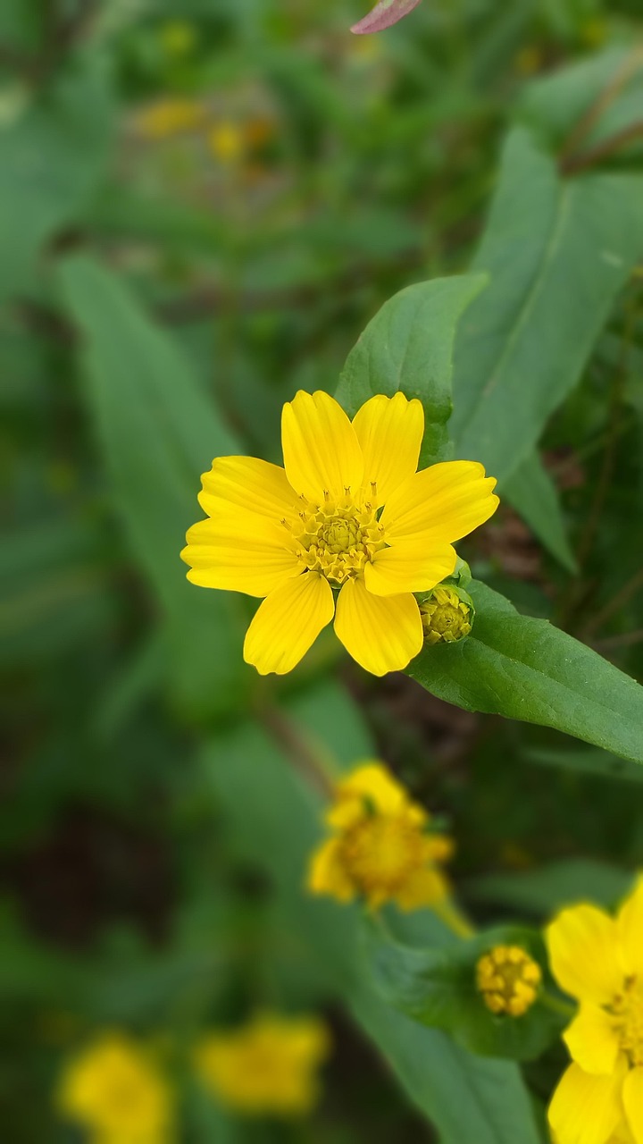 Flores De Color Amarillo - Foto gratis en Pixabay - Pixabay