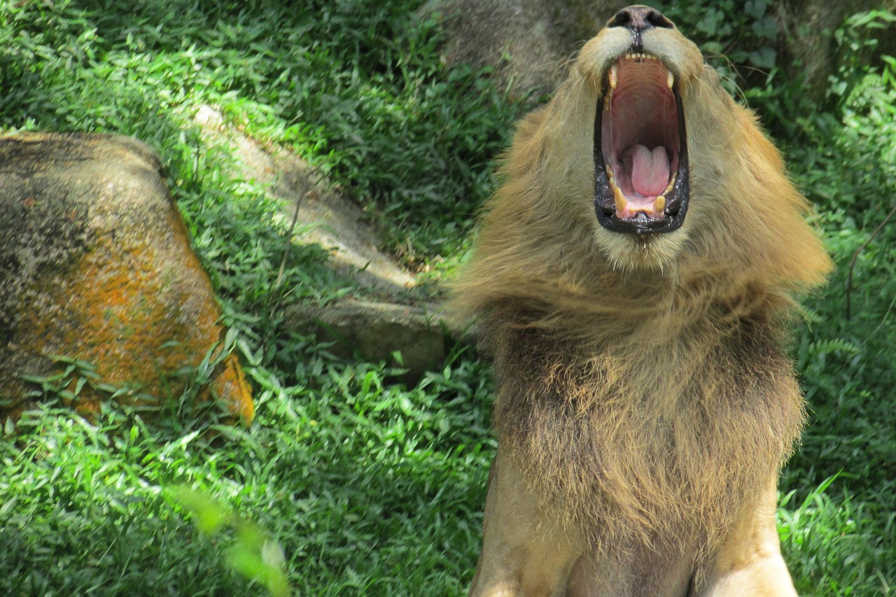 Singapore Zoo Lion - Free photo on Pixabay - Pixabay