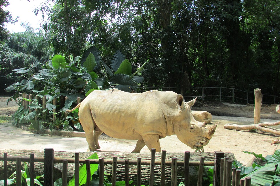 Singapore Zoo Rhino - Free photo on Pixabay - Pixabay