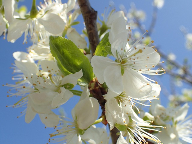 Fleur De Pommier Verger Le - Photo gratuite sur Pixabay - Pixabay