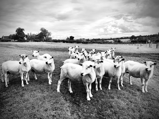 Le Mouton Sur Terrain - Photo gratuite sur Pixabay - Pixabay