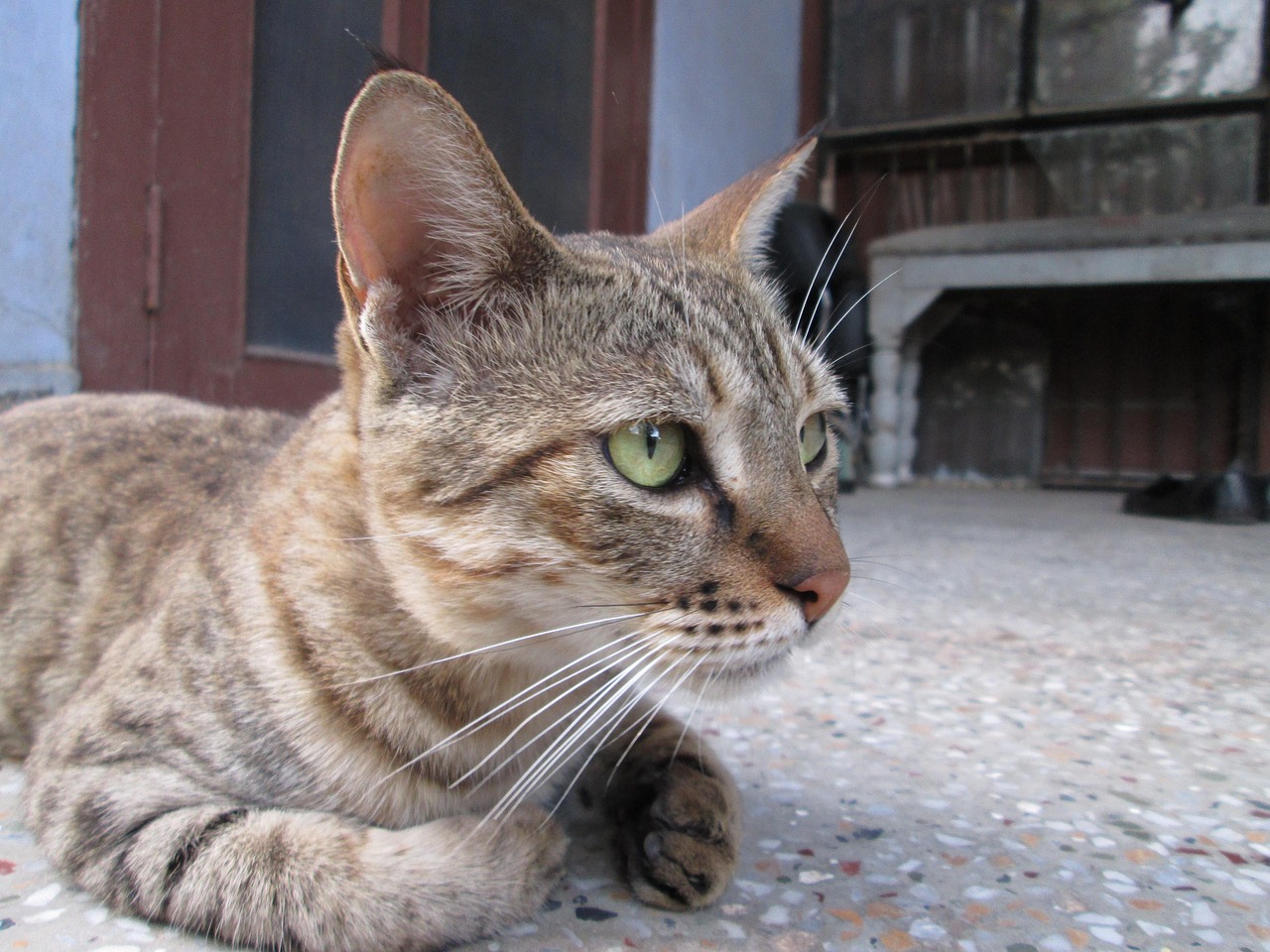 O Gato Bravo Animal Bicho - Foto gratuita no Pixabay - Pixabay