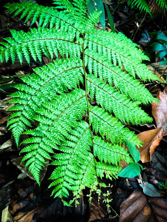 Nature Leaf Green - Free photo on Pixabay