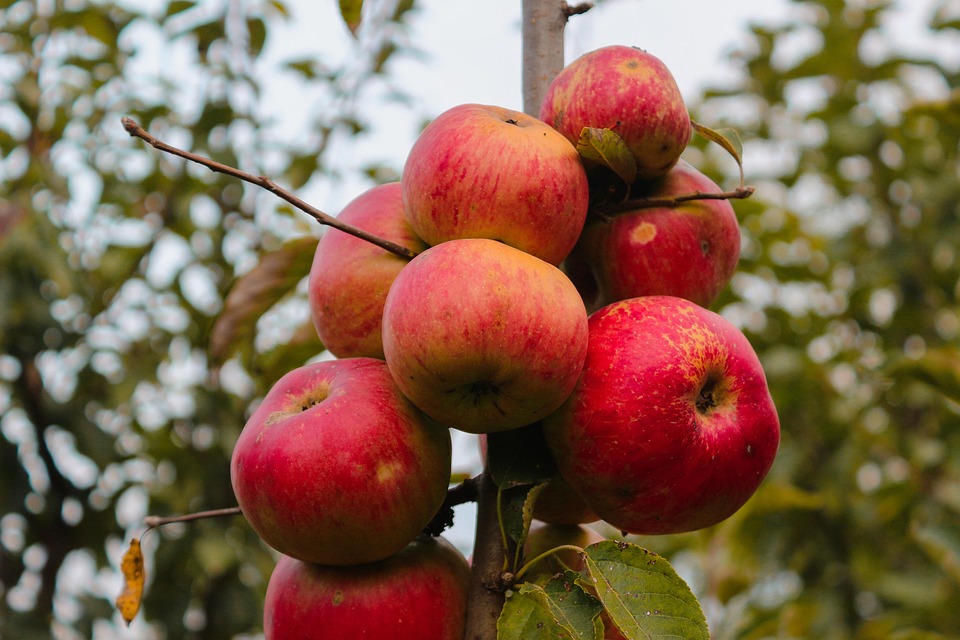 Manzanas Huerta Frutas - Foto gratis en Pixabay - Pixabay