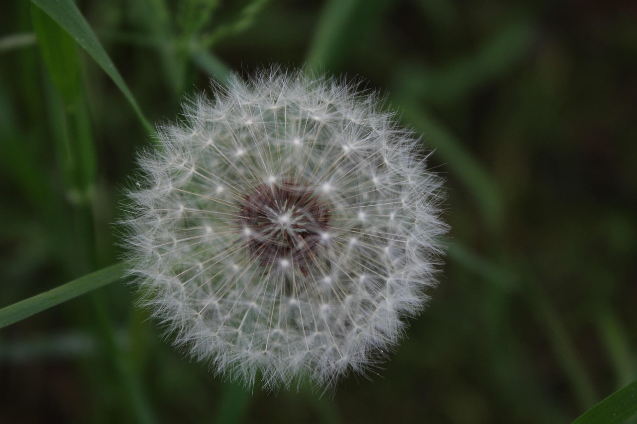 Planta Verde Natureza - Foto gratuita no Pixabay - Pixabay