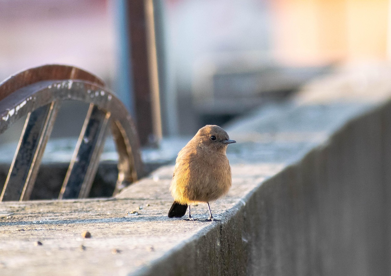 Indian Chat Bird Animal Brown Rock - Free photo on Pixabay