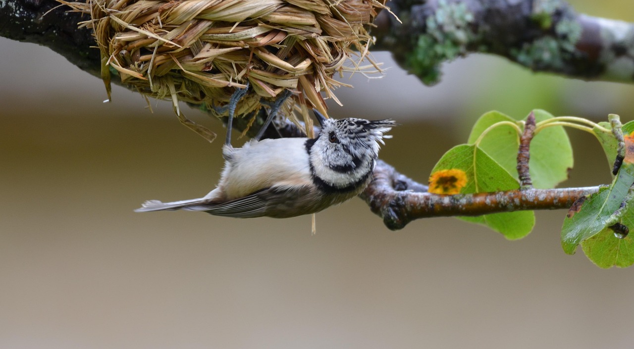 Fugl Crested Meis Natur - Gratis foto på Pixabay - Pixabay
