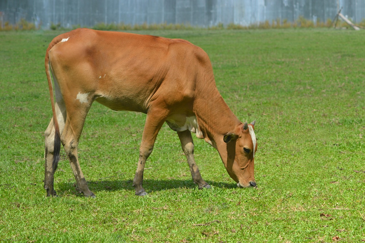 Cow Cattle Mammal - Free photo on Pixabay - Pixabay