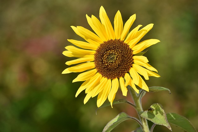 Girasol Flor Bloom - Foto gratis en Pixabay