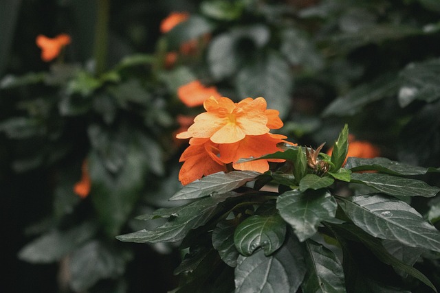 Fleur Tropicale Bloom Feuilles - Photo gratuite sur Pixabay - Pixabay