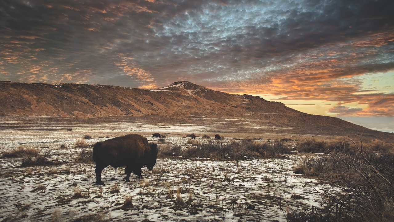 Mountain Buffalo Snow - Free photo on Pixabay