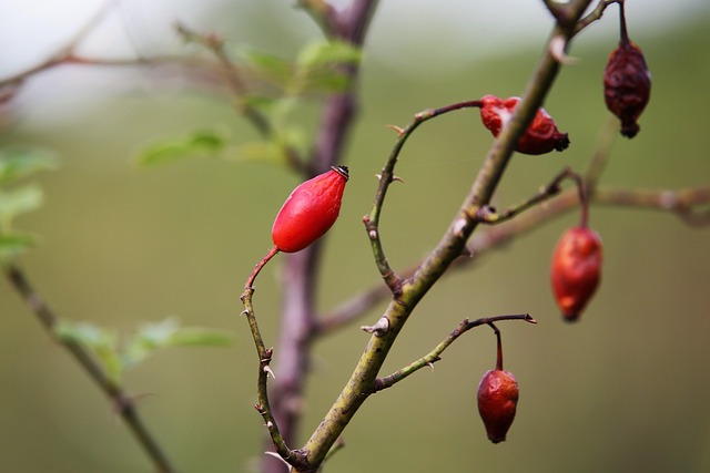 Rosa Mosqueta Fruta Planta - Foto gratuita no Pixabay - Pixabay