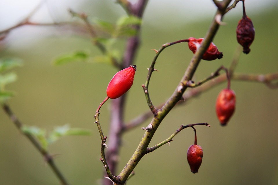 Rose Hips Fruit Plant - Free photo on Pixabay - Pixabay