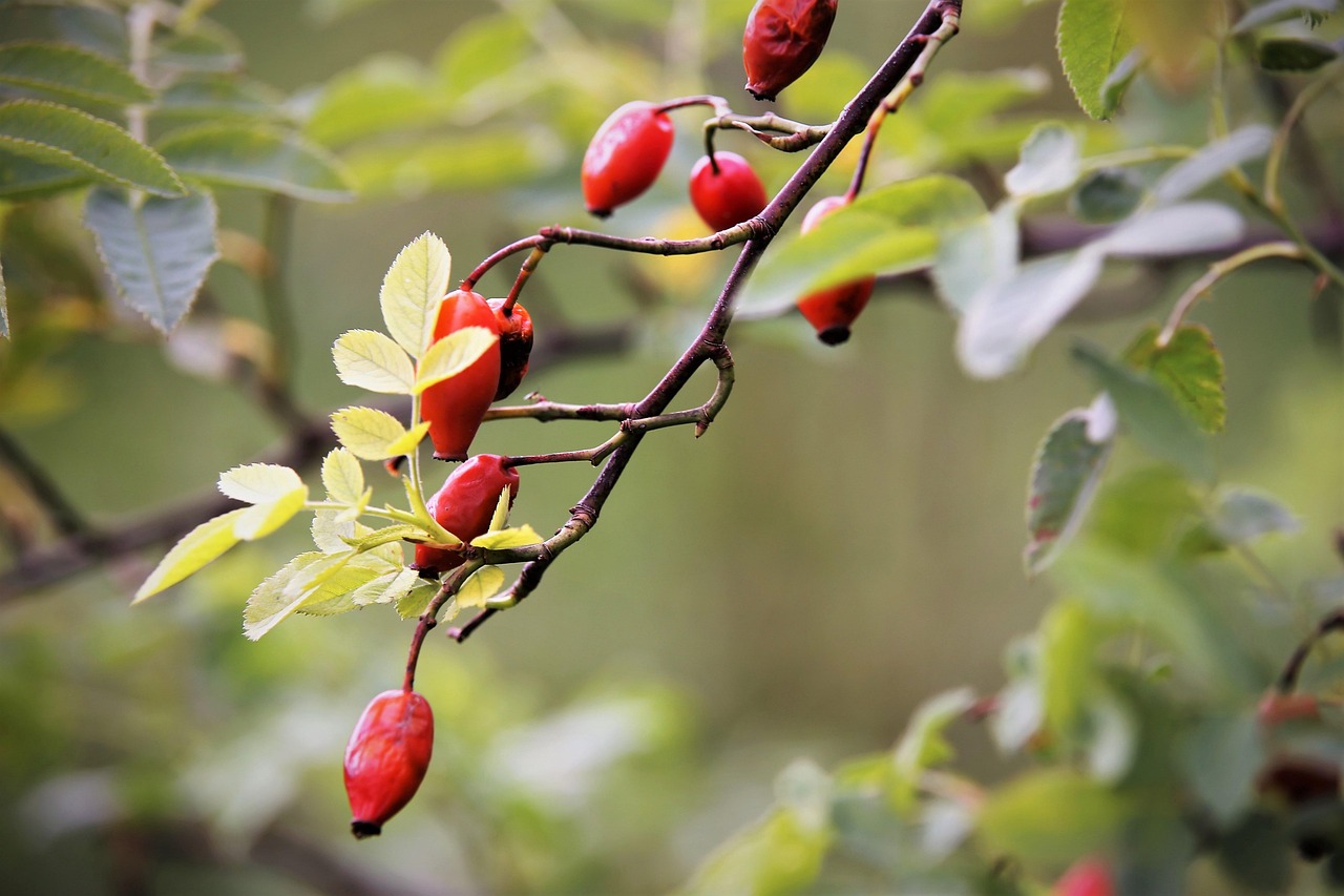 Rose Hips Red Berries Plant - Free photo on Pixabay - Pixabay