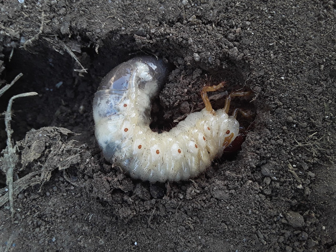 Larva Insect Caterpillar - Free photo on Pixabay