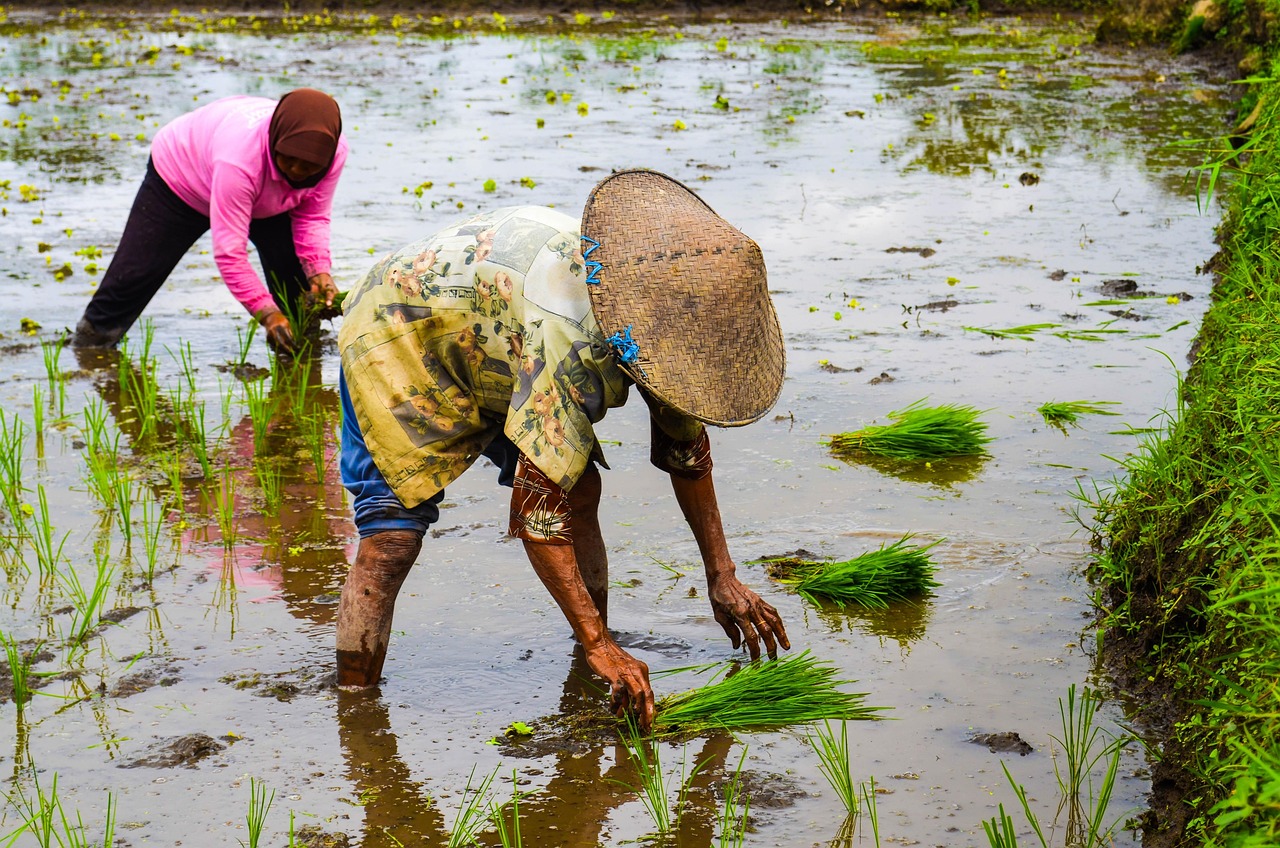 40,000+ Free Plant Rice & Rice Images - Pixabay
