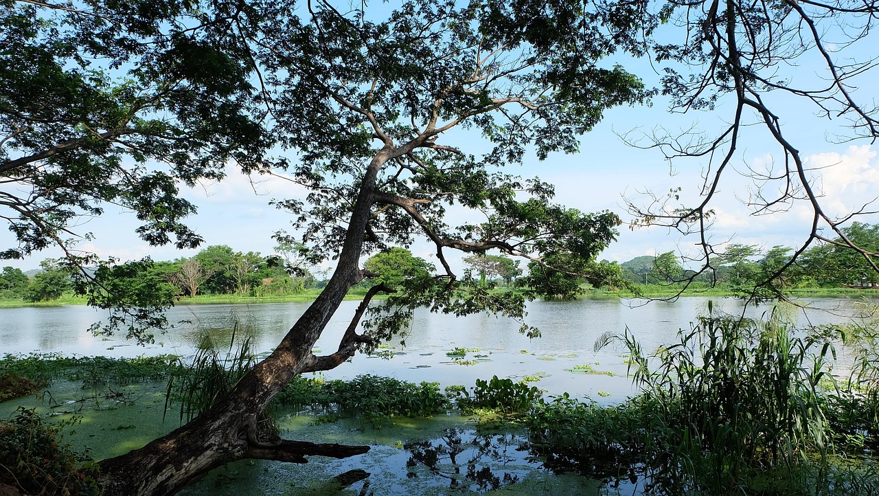 Bueng Sampao Pantano Bergantín - Foto gratis en Pixabay - Pixabay
