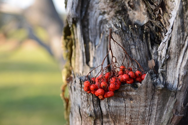 Viburnum Tree Bark - Free photo on Pixabay - Pixabay