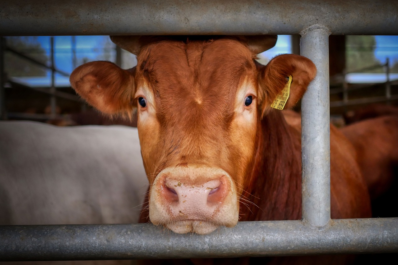 Cow Cattle Livestock Animal - Free photo on Pixabay - Pixabay