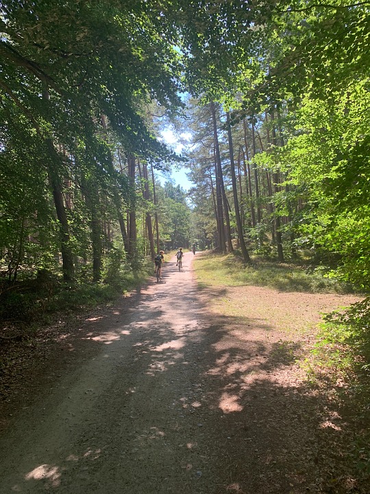Bike Path Forest - Free photo on Pixabay - Pixabay
