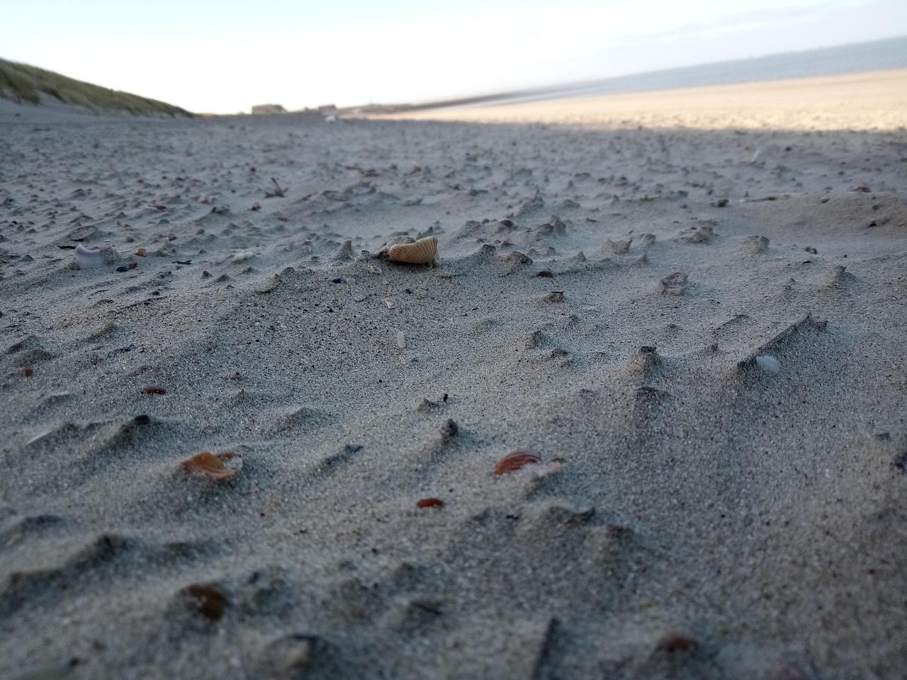 Beach Sand Shellfish - Free photo on Pixabay - Pixabay