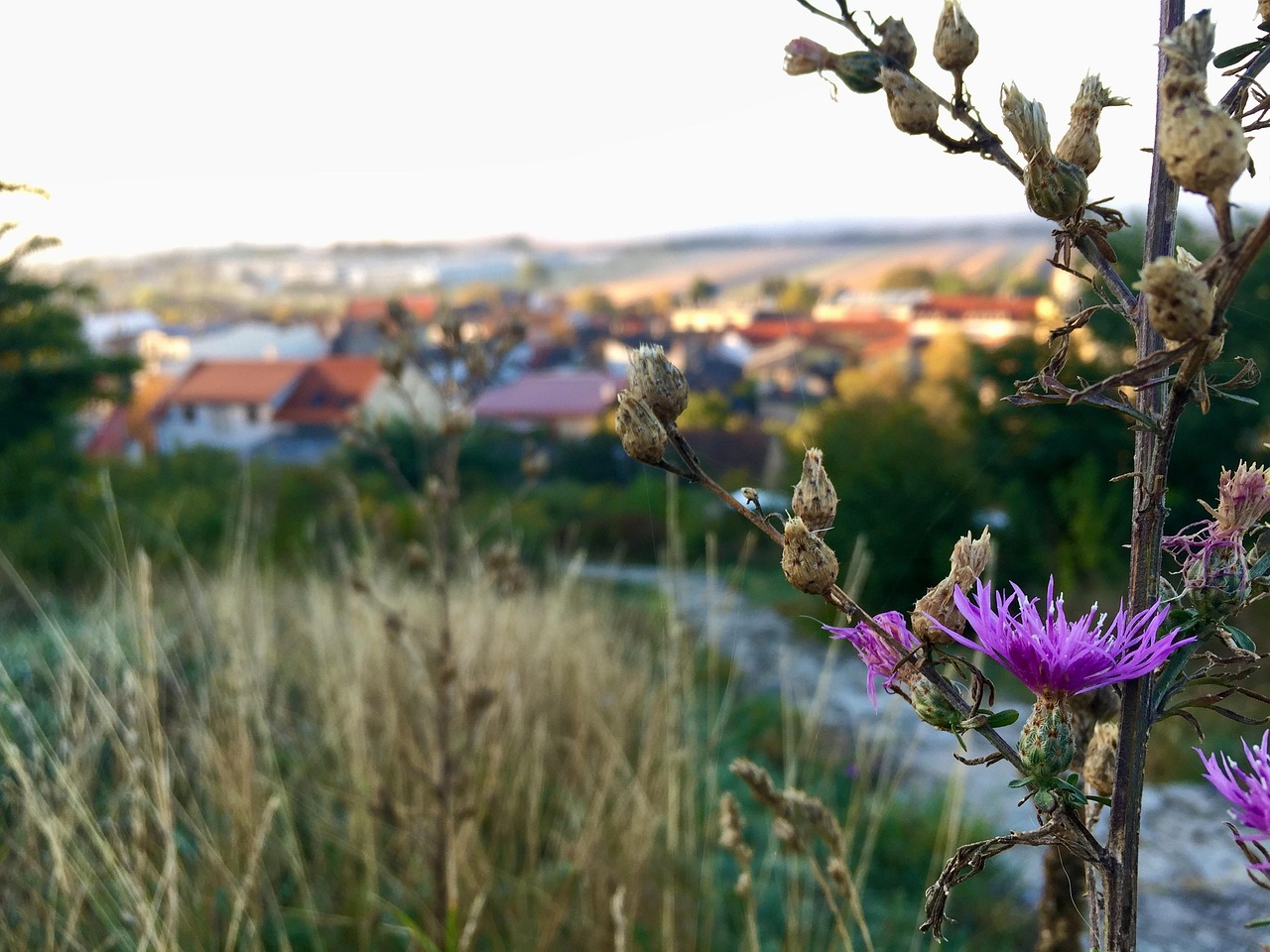 Syksyn Kuva Kukka Ruoho - Ilmainen valokuva Pixabayssa