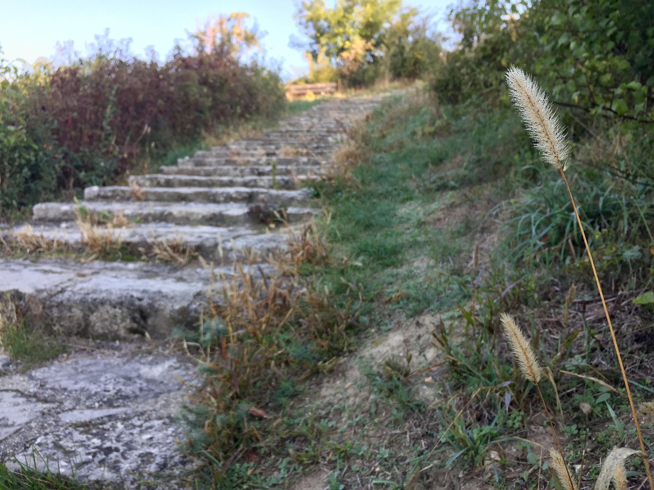 Path Rose Stages - Free photo on Pixabay - Pixabay