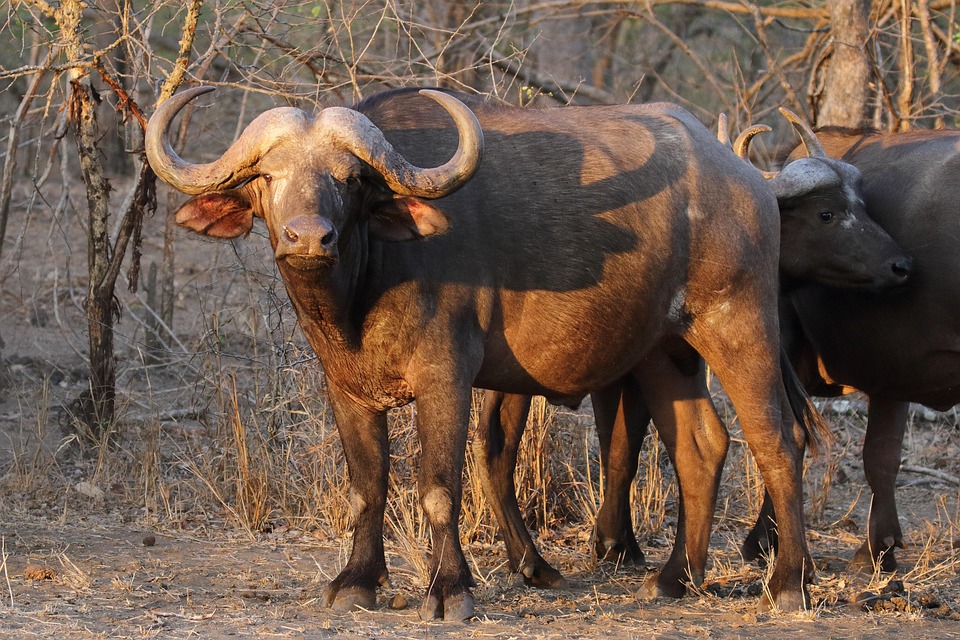 Buffalo Water Carabao - Free photo on Pixabay