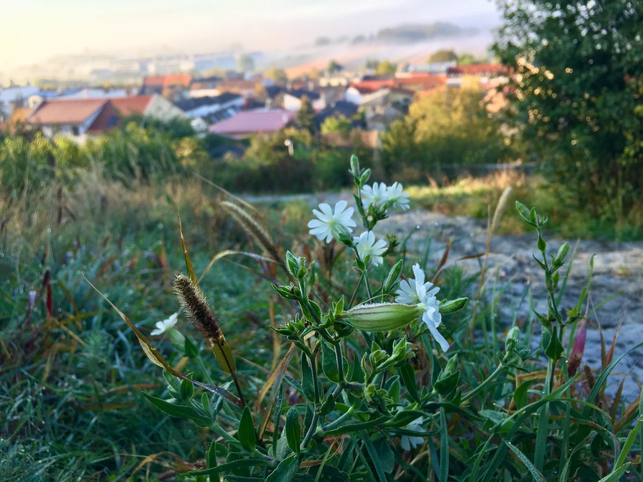 Bunga Liar Padang Rumput - Foto gratis di Pixabay - Pixabay