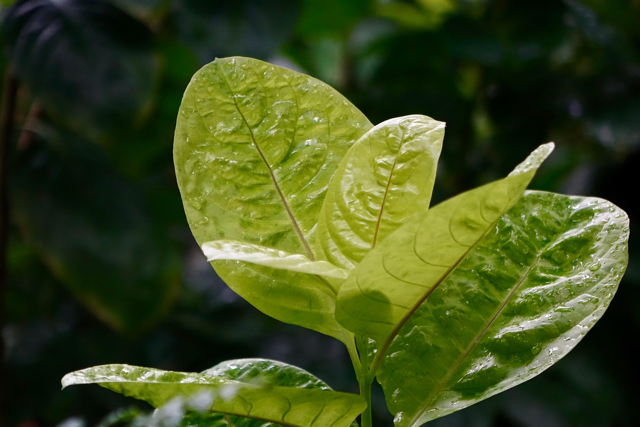 Planta Jardín - Foto gratis en Pixabay - Pixabay