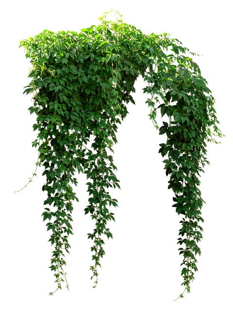 Download Vines, Leaves, Green. Royalty-Free Stock Illustration Image ...