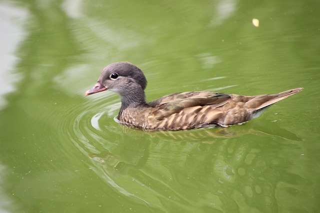 Canard Caneton Lac - Photo gratuite sur Pixabay - Pixabay