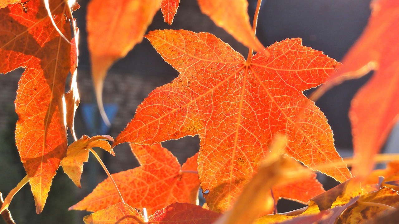 Leaves Maple Fall - Free photo on Pixabay