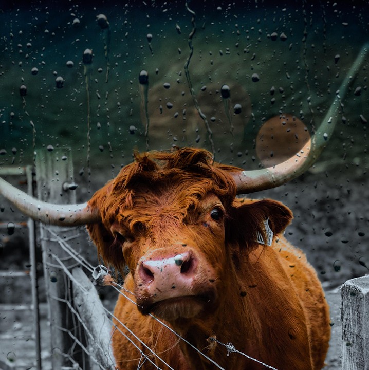 Cow Horns Fence - Free photo on Pixabay