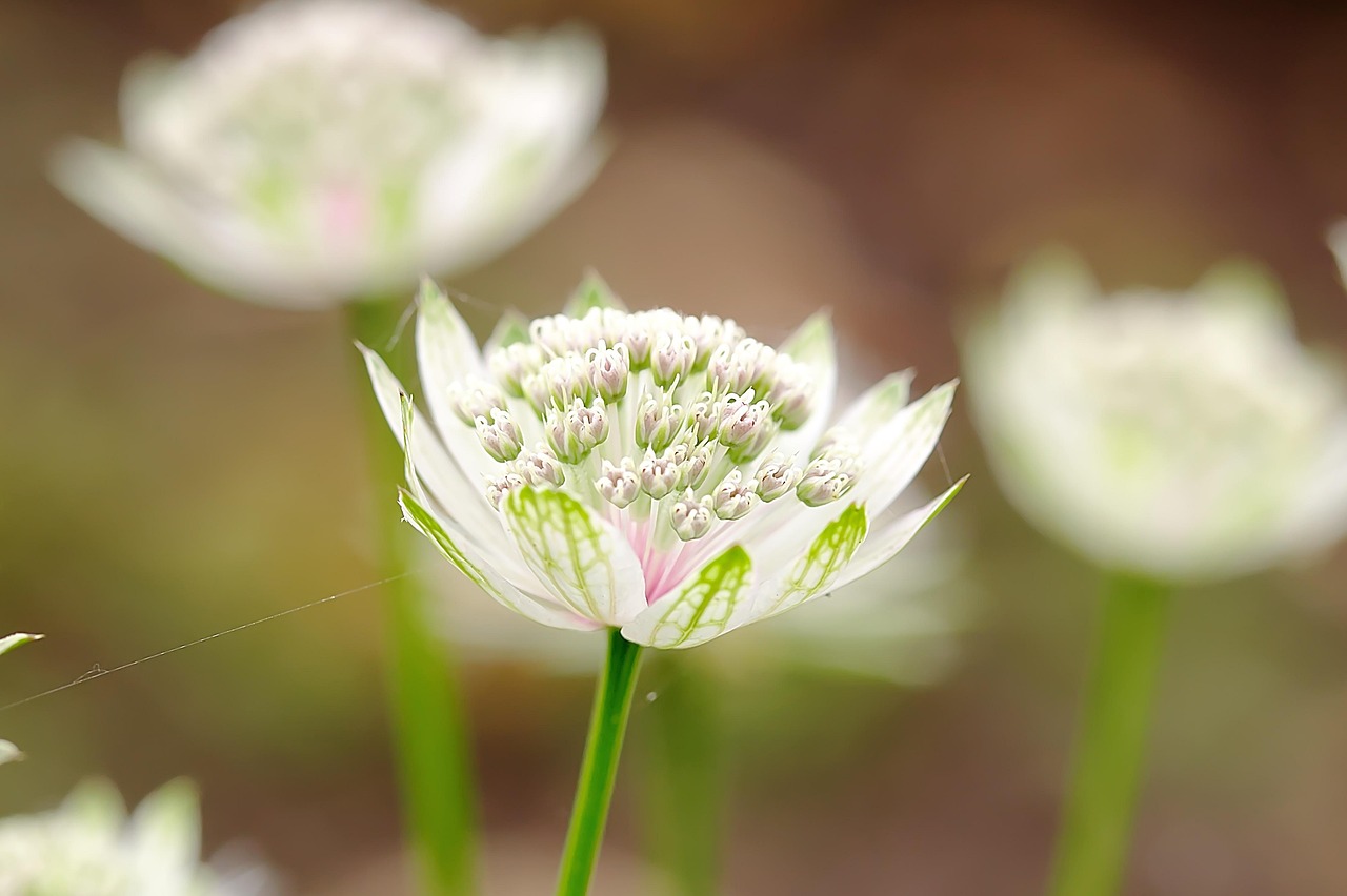 Flores Florecer Bloom - Foto gratis en Pixabay - Pixabay