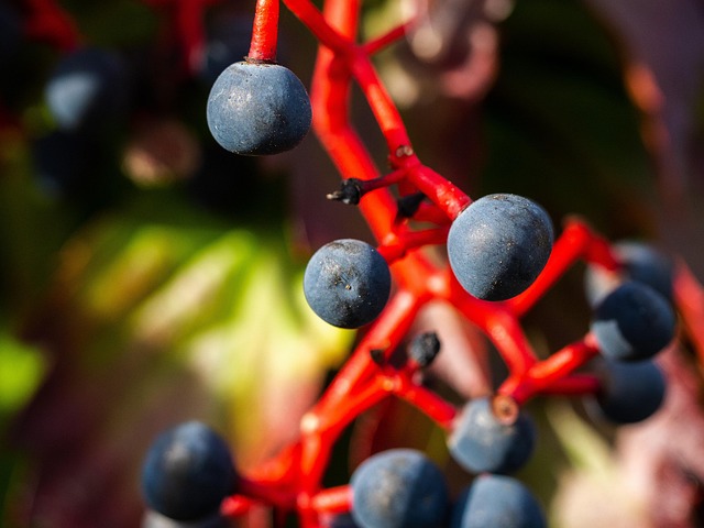 Enredadera De Virginia Frutas - Foto gratis en Pixabay - Pixabay