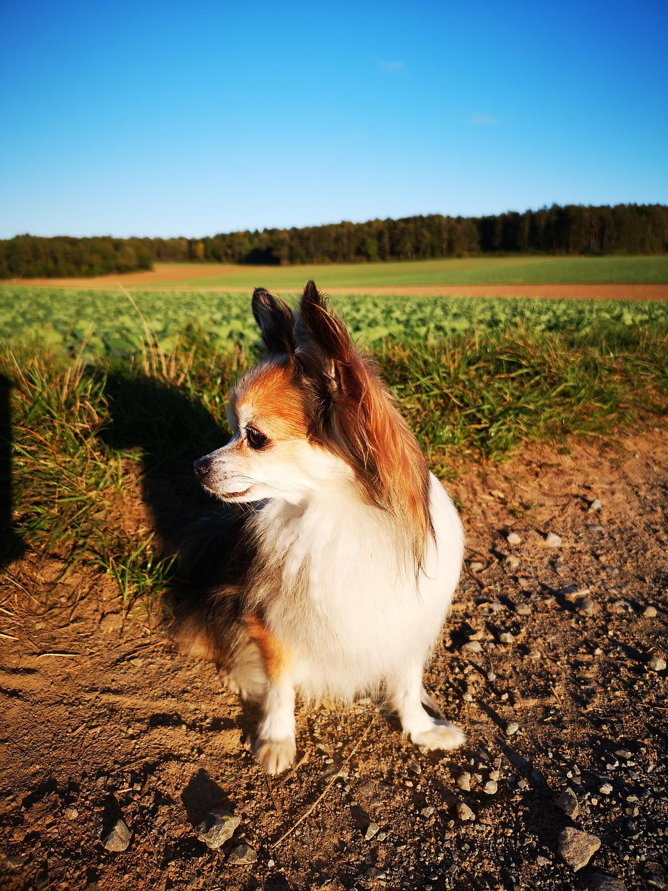 Chihuahua Cachorro Animal - Foto gratuita no Pixabay - Pixabay