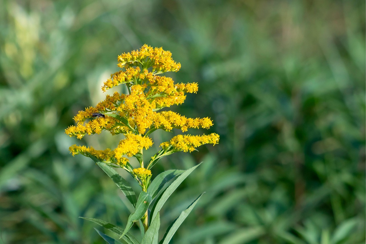 Goldenrod Solidago Inflorescence - Free photo on Pixabay - Pixabay