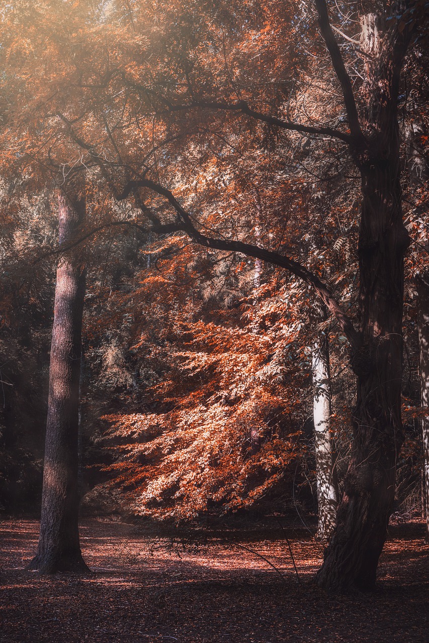 Autumn Glade Trees - Free photo on Pixabay - Pixabay