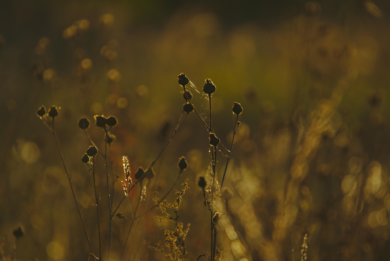 Bunga Liar Rumput Padang - Foto gratis di Pixabay - Pixabay
