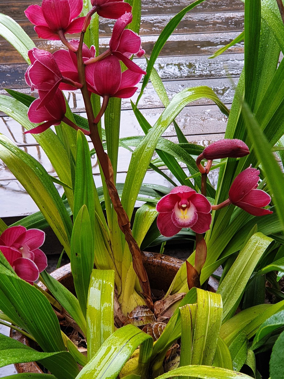 Cymbidium Orkidea Kasvi - Ilmainen valokuva Pixabayssa - Pixabay