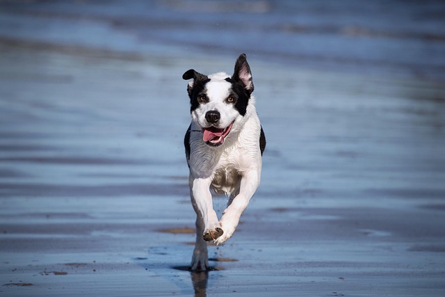 Dog Running Pet - Free photo on Pixabay - Pixabay