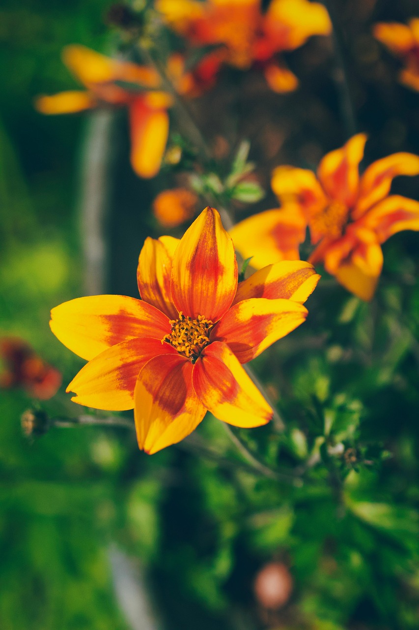 Bloom Fleurir Fleurs Bicolores - Photo gratuite sur Pixabay - Pixabay