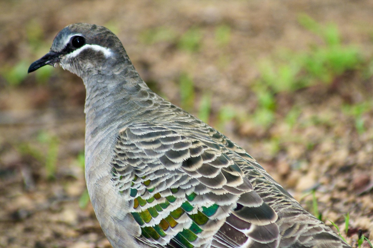Common Bronzewing Pigeon Female - Free photo on Pixabay - Pixabay