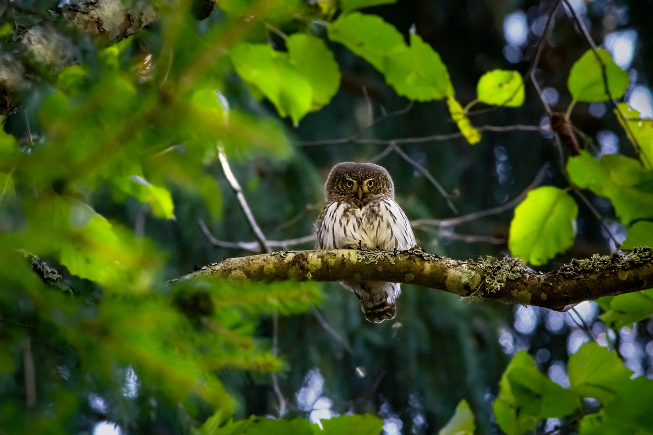Burung Hantu Kerdil Eurasia - Foto gratis di Pixabay - Pixabay